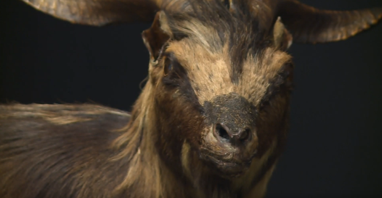 Exposição celebra os 100 anos da eleição do Bode Ioiô - TV Ceará